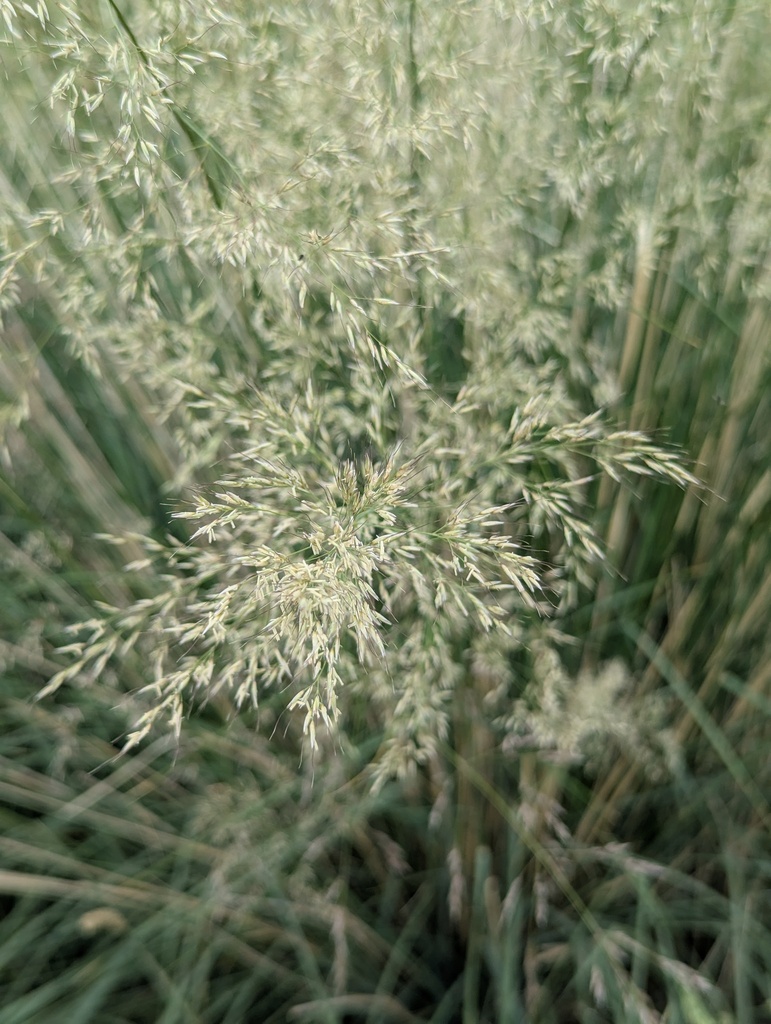 Chee grass from Barköl Kazakh Autonomous County, Hami, Xinjiang, China ...