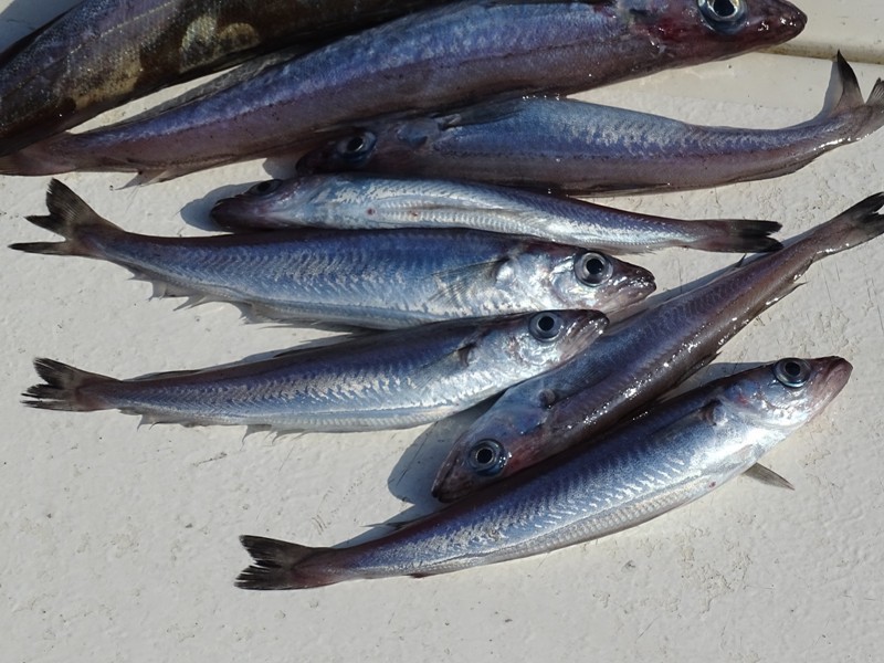 Blue Whiting (Micromesistius poutassou) - Marine Life Identification