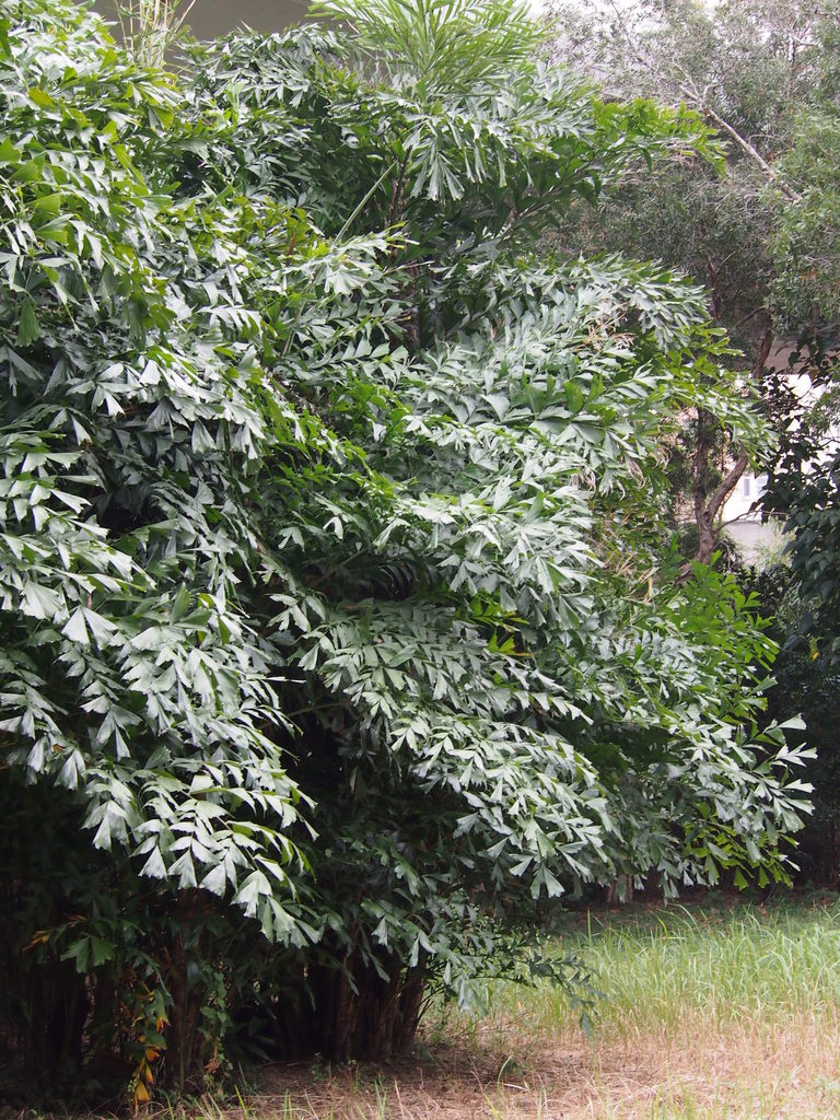 Fishtail palms (Caryota) - Botanical Realm