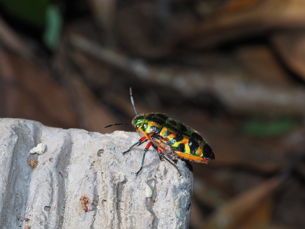 Scutellera nepalensis from 313台灣新竹縣尖石鄉義興村 on November 17, 2019 at 11:14 ...