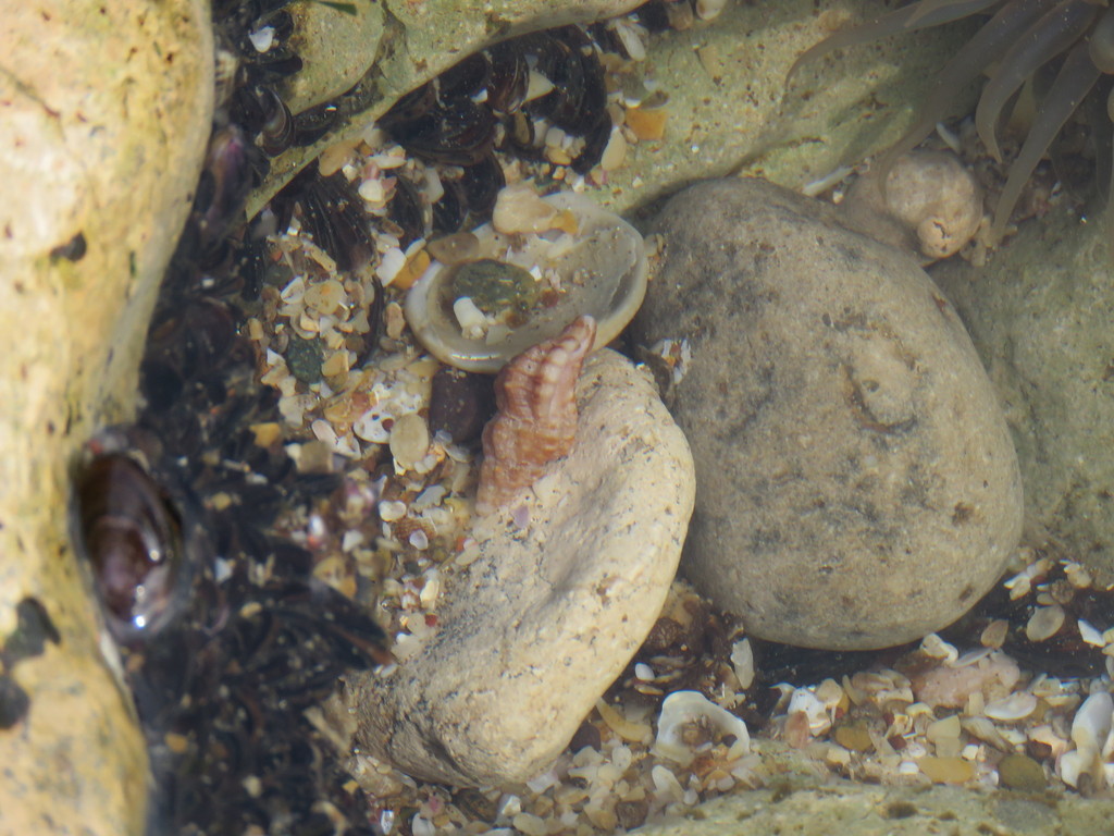 Muricopsis necocheana from General Alvarado, Buenos Aires, Argentina on ...