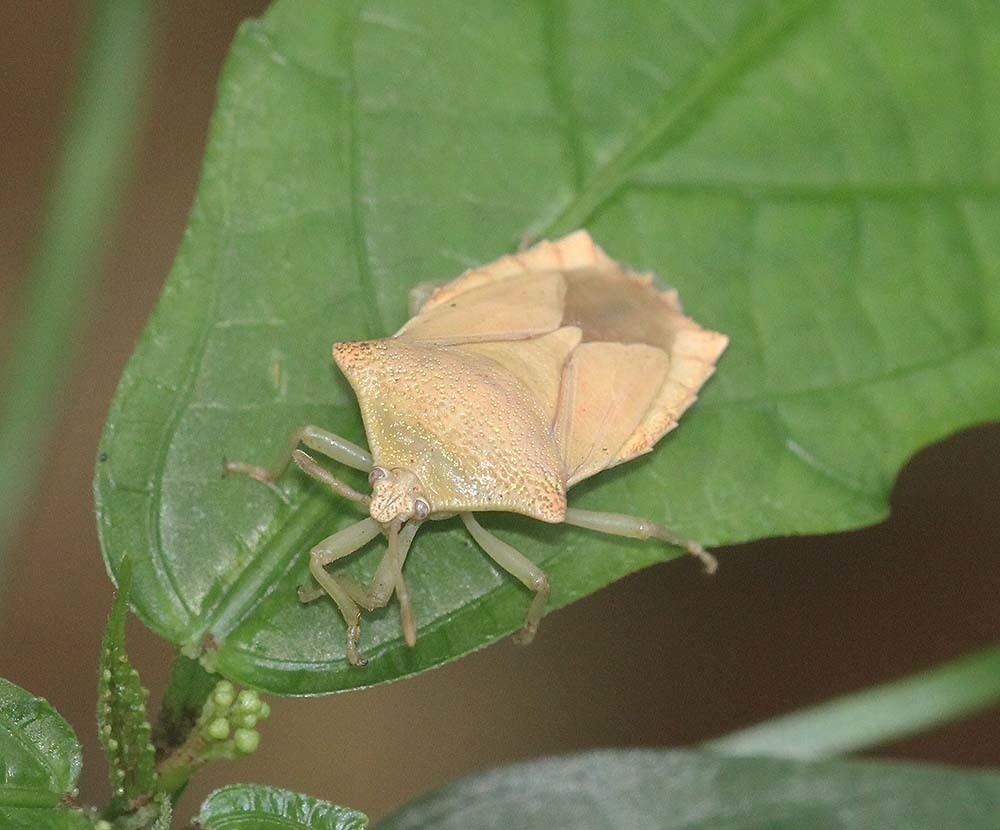 Pygoplatys Dallas, 1851