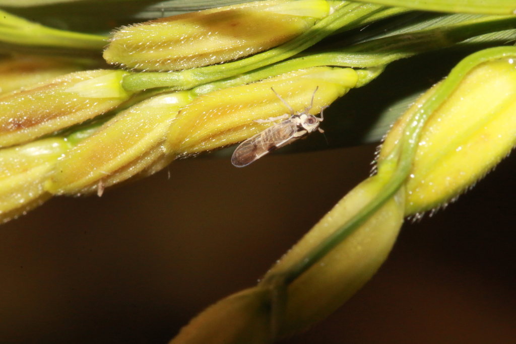 White-backed Planthopper from 香港林村 on August 29, 2019 at 08:01 PM by ...