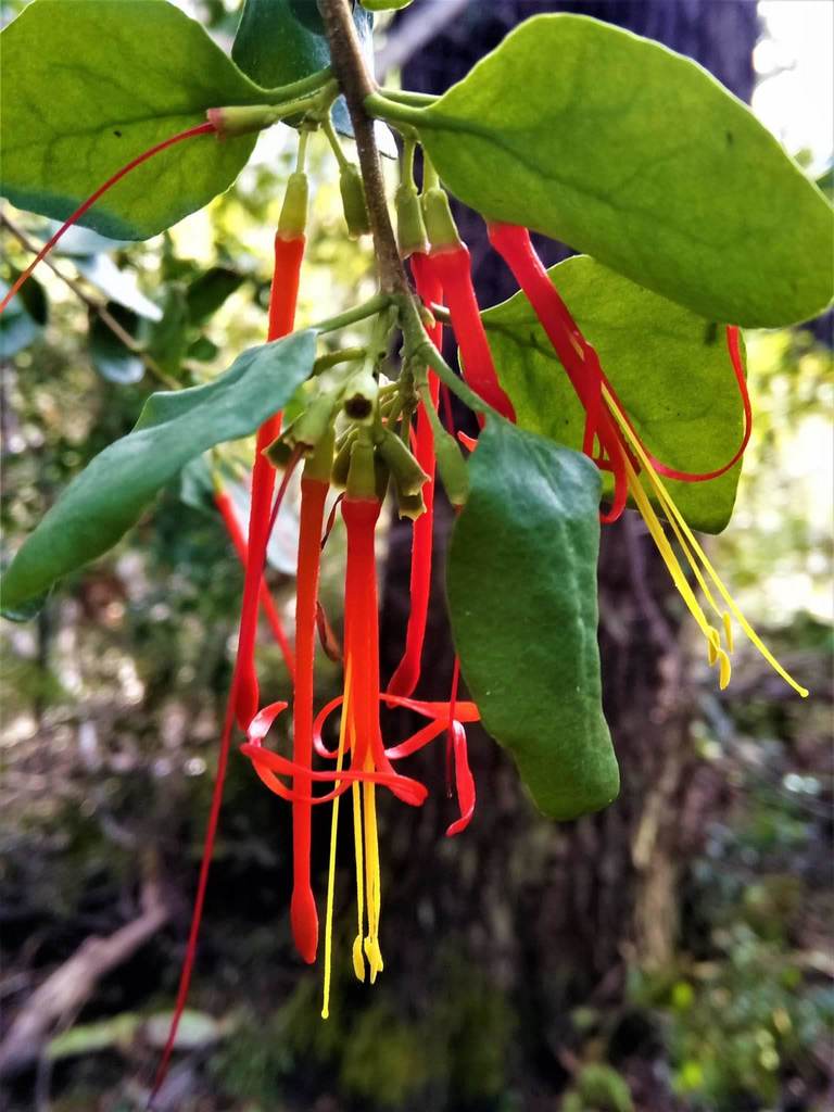 Quintral (Tristerix corymbosus) - Botanical Realm