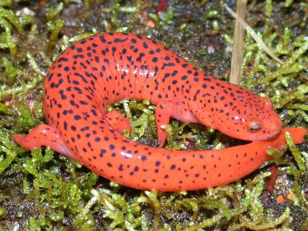 Blue Ridge Red Salamander in April 2002 by J.D. Willson · iNaturalist