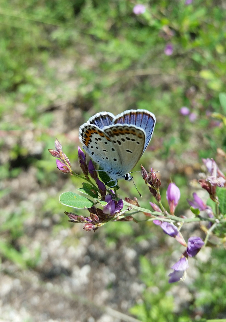Reverdin's Blue from Zhangjiakou, Hebei, CN on August 16, 2014 at 03:44 ...