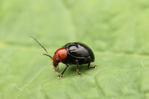 Basilepta ruficollis · iNaturalist