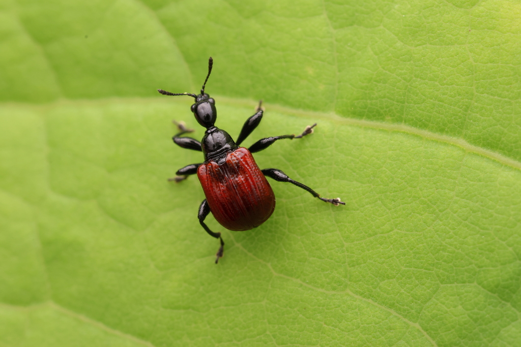 Compsapoderus erythropterus from Iori, Kamiichi, Nakaniikawa District ...