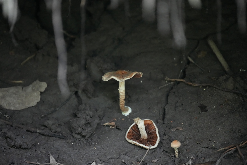 Magic Mushroom from Highlands/Perkins, Baton Rouge, LA, USA on May 06 ...