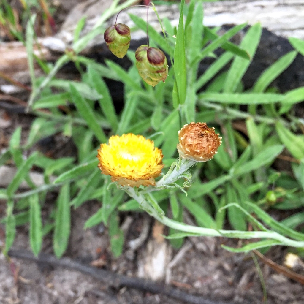 button everlasting from Recreation Road, Mount Clear, VIC, AU on ...