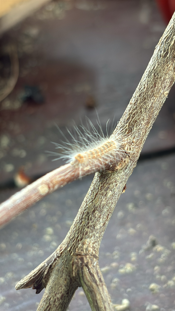 Fall Webworm Moth from Beaver Run Cove, Collierville, TN, US on ...