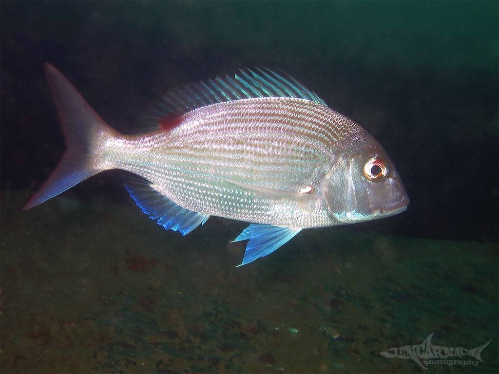 Sea bream (Dentex canariensis) - Marine Life Identification