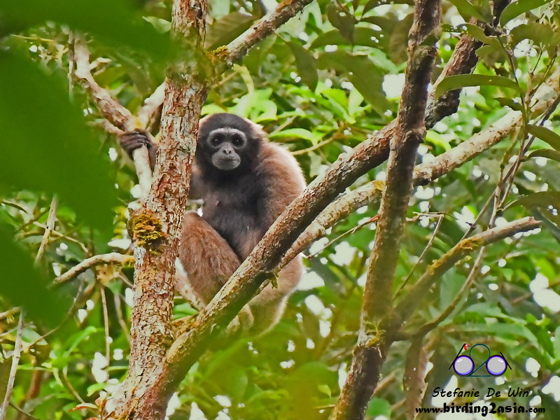 Dwarf Gibbons (Hylobates) - Know Your Mammals