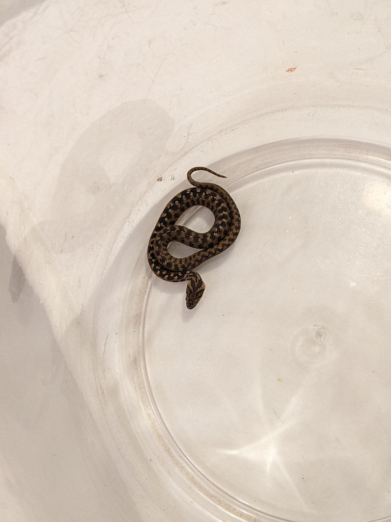 Viperine Snake in September 2025 by bobrazowski · iNaturalist