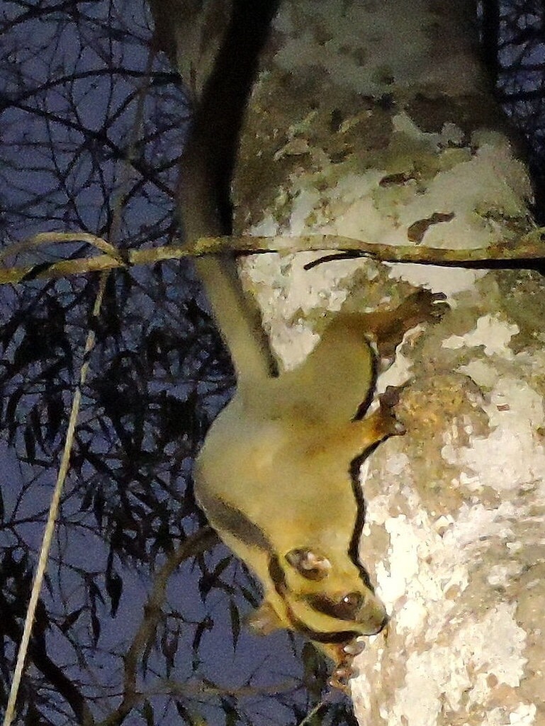 Fork-marked Lemurs (Phaner) - Know Your Mammals