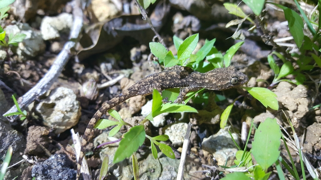 Indo-Pacific Slender Gecko from 1 Chome-14-14 Tōyama Urasoe-shi ...