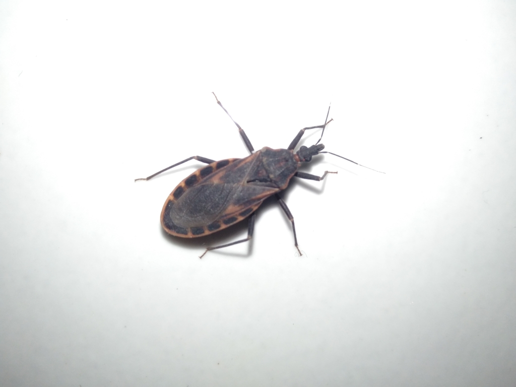 Triatoma rubrofasciata from Kahuripan, Kec. Tawang, Tasikmalaya, Jawa ...