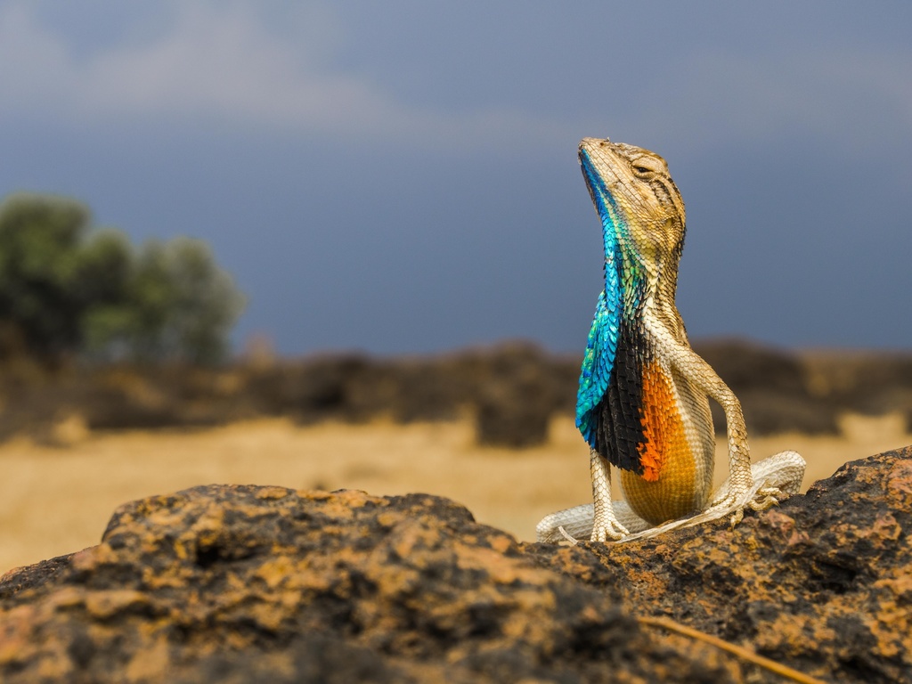 Superb Large Fan-throated Lizard (Sarada superba) - Snakes and Lizards