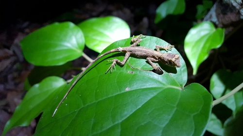 Okinawa Tree Lizard (Diploderma polygonatum) - Snakes and Lizards