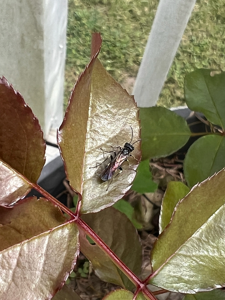 Curled Rose Sawfly from Forest Glen Dr, Raleigh, NC, US on September 14 ...