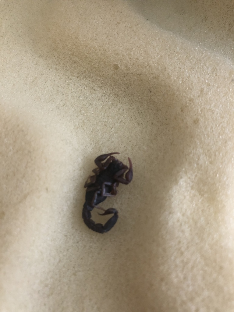 Southern Devil Scorpion from Residence Blvd, Conway, SC, US on November ...