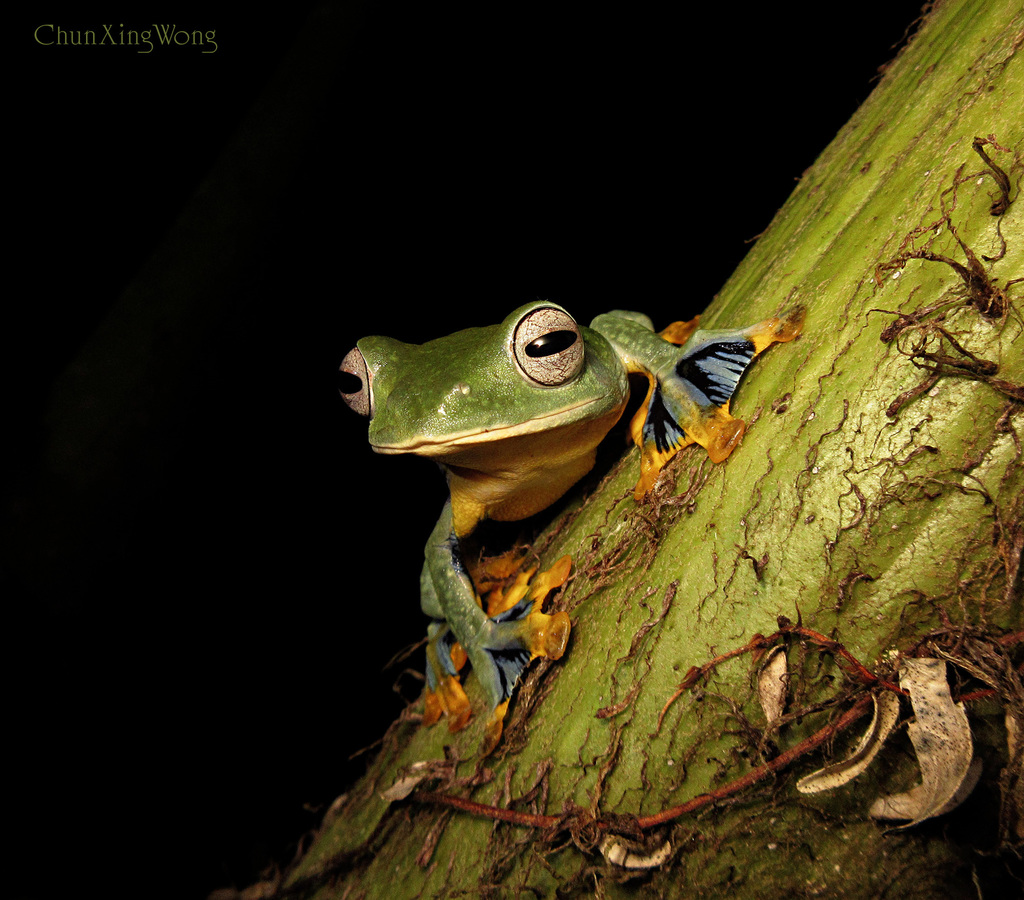 Borneo Flying Frog from Lahad Datu, Sabah, Malaysia on November 15 ...