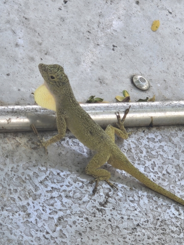 Bark Anole (Anolis distichus) - Snakes and Lizards