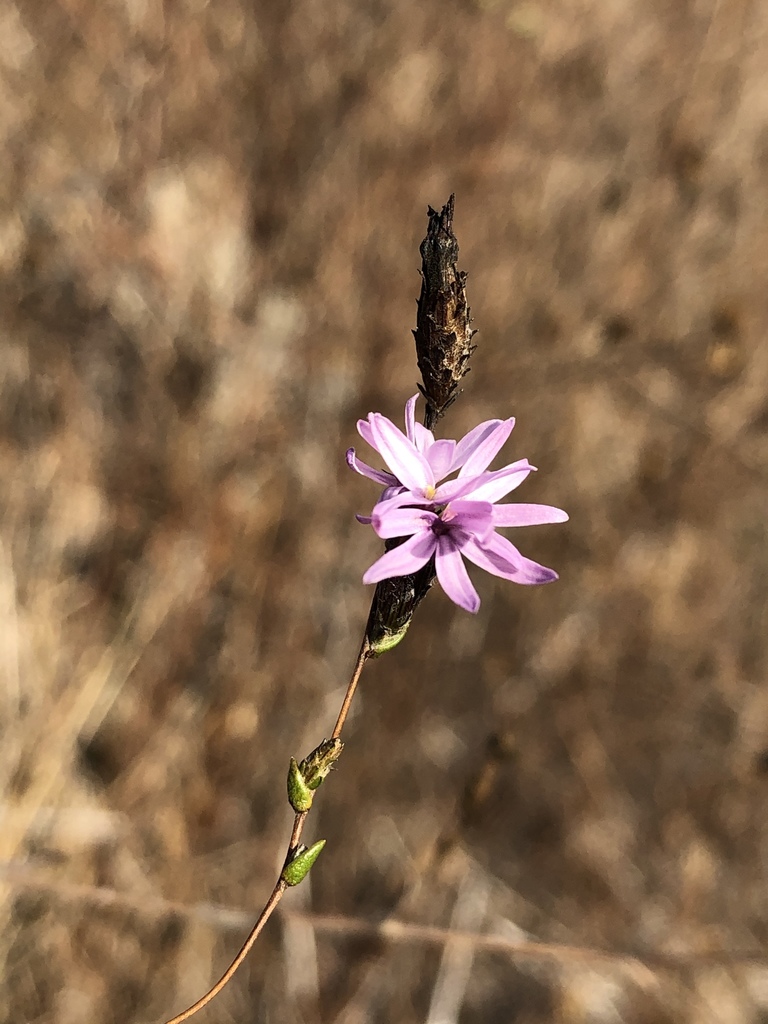 Crystal Springs lessingia (Lessingia arachnoidea) - Botanical Realm
