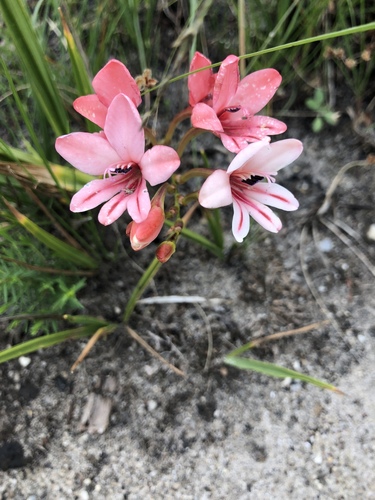 Subspecies Tritonia cooperi quadrialata · iNaturalist United Kingdom