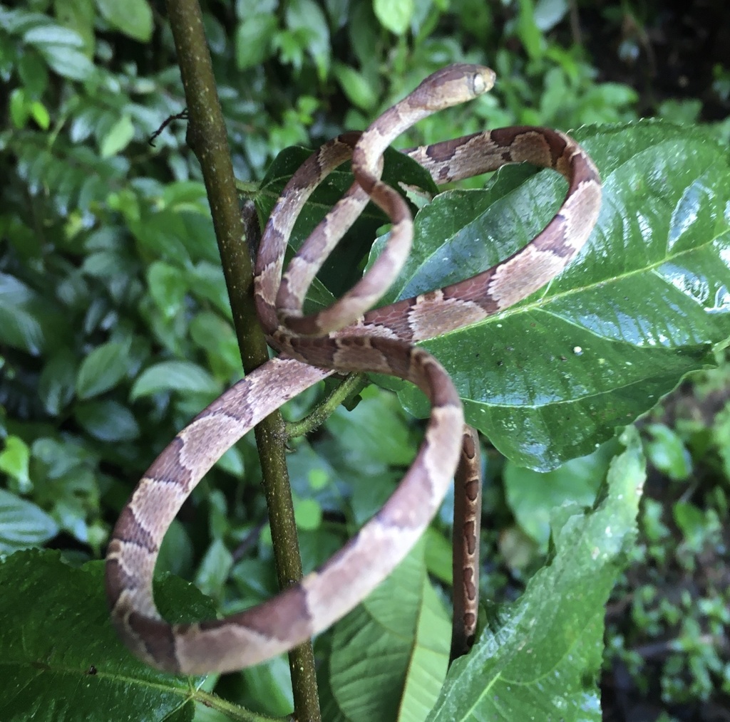 Common Blunt-headed Tree Snake (Imantodes cenchoa) - Snakes and Lizards