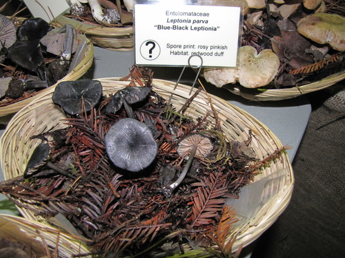 Leptonia parva · iNaturalist United Kingdom