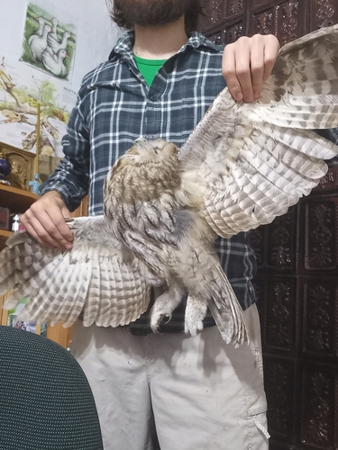 Find owls near me!