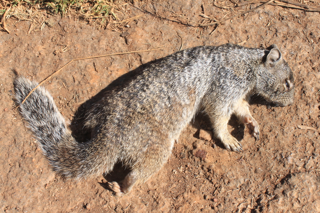 Ardillón de Rocas desde Moroleón, Gto., México el 24 de noviembre de ...