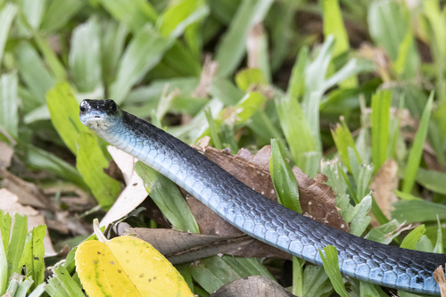 Common Tree Snake (Dendrelaphis punctulatus) - Snakes and Lizards
