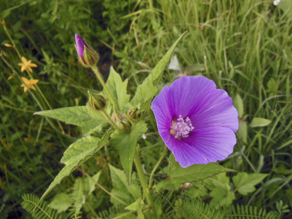 violettas from Yautlica on July 23, 2013 by Laura Rojas · iNaturalist