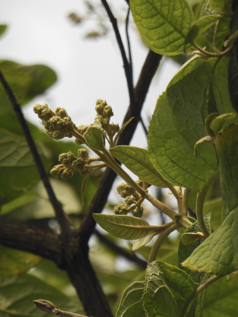 tepozan from Yautlica on July 23, 2013 by Laura Rojas · iNaturalist