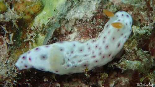 Observations by shallowreef · iNaturalist