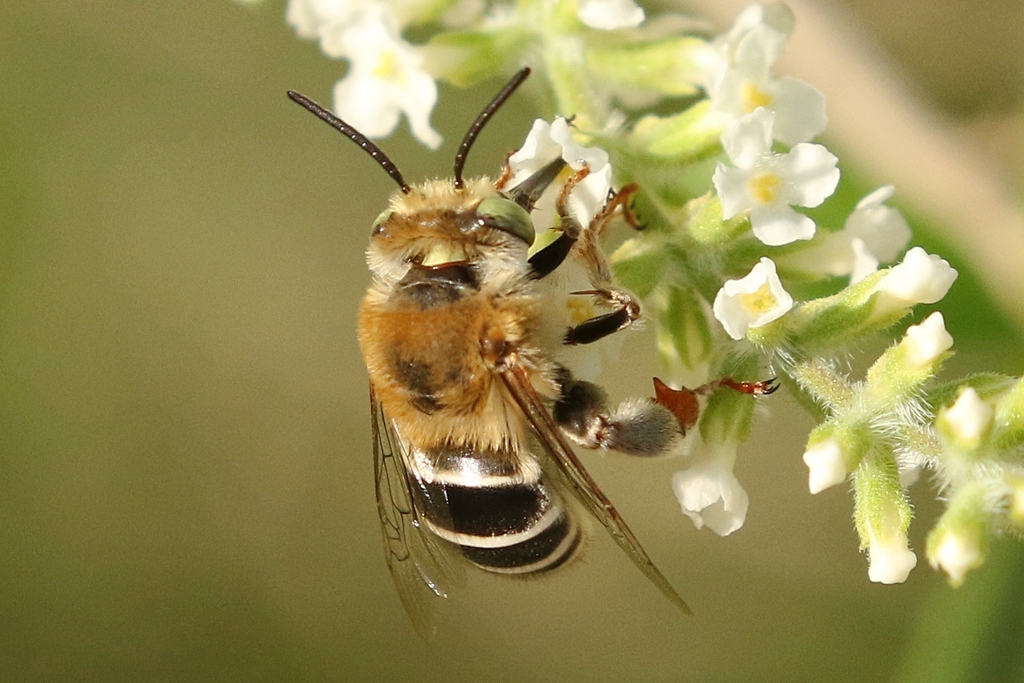 California Digger Bee from National Butterfly Center, Mission, TX on ...