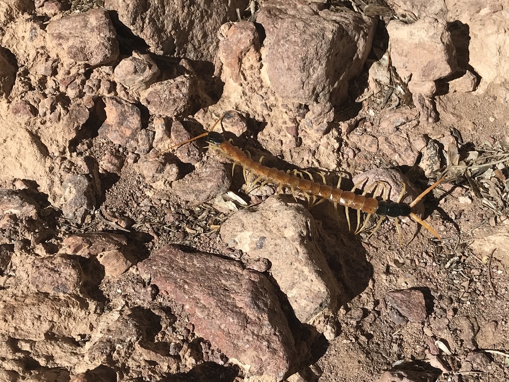 Giant Desert Centipede from Kofa National Wildlife Refuge, Yuma, AZ, US ...
