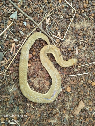 Night Adders (Causus) - Snakes and Lizards
