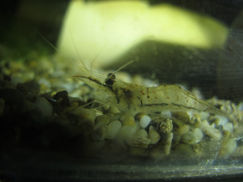 Amazon Glass Shrimp (Palaemon ivonicus) · iNaturalist