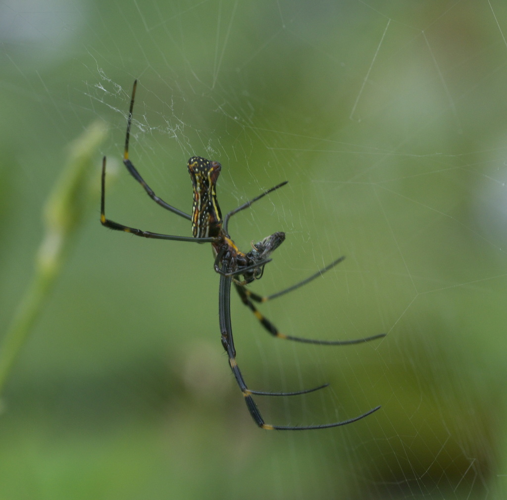 Golden Silk Spider from Boyeros, CU-CH, CU on June 19, 2012 at 04:33 PM ...