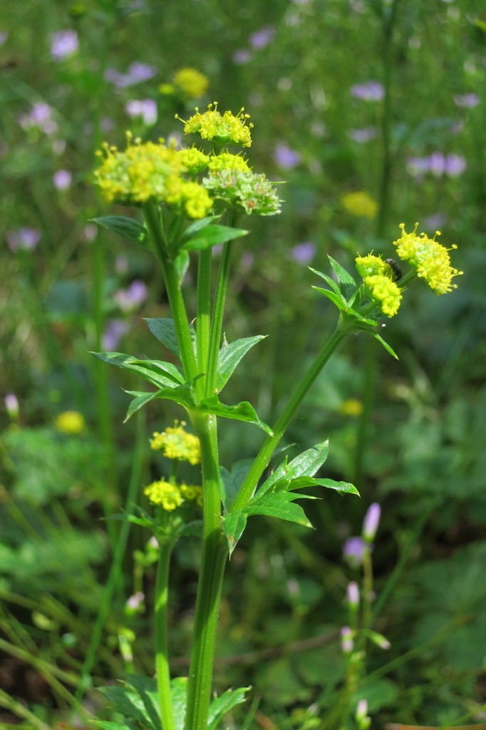 Pacific sanicle (New Year, New Growth at Arastradero Preserve ...