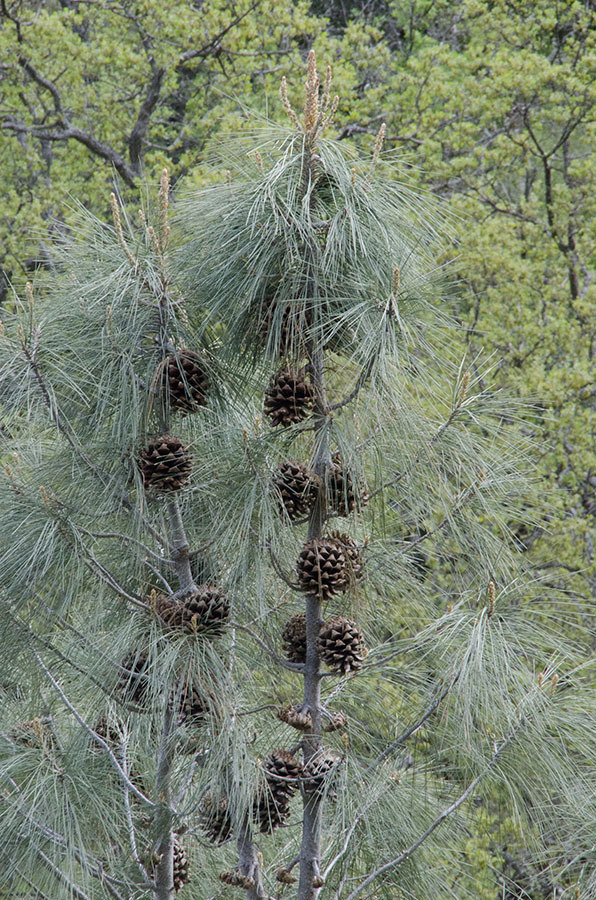 gray pine (Pinus sabiniana) - Botanical Realm