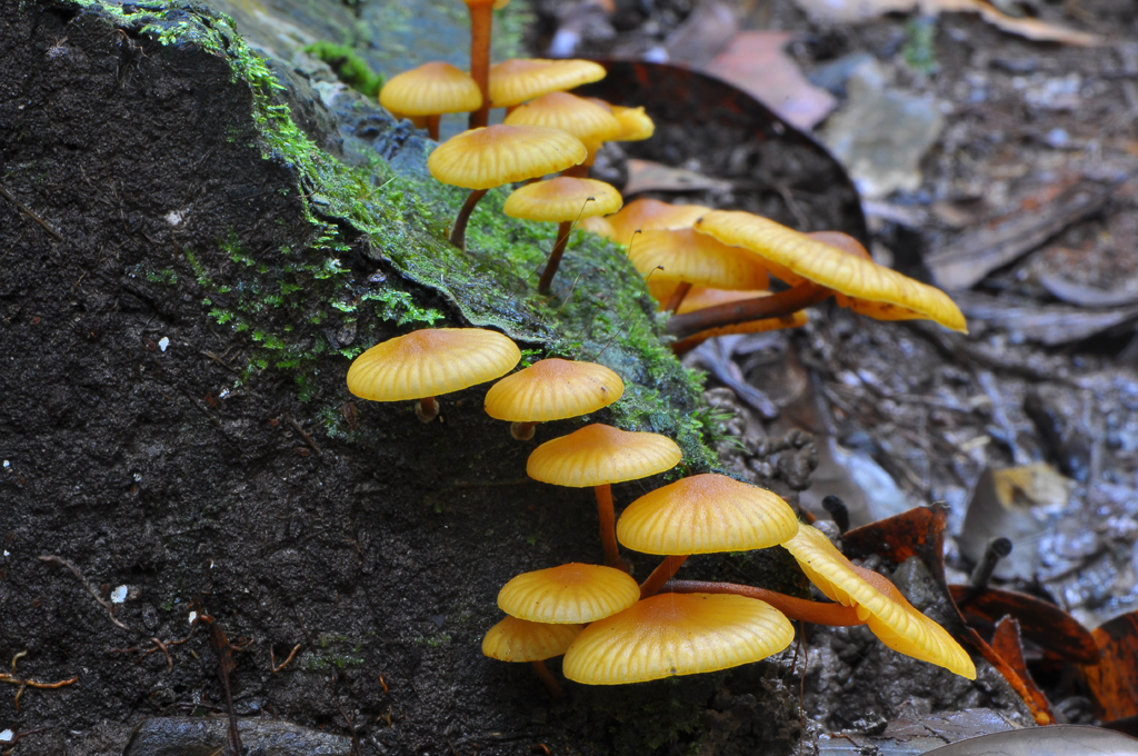 Heimiomyces tenuipes from Kuching, Sarawak, Malaysia on March 18, 2017 ...