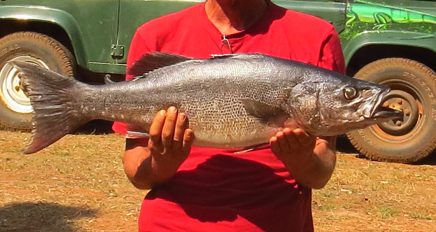 Lates microlepis Boulenger, 1898