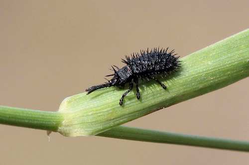 Hispella atra · iNaturalist