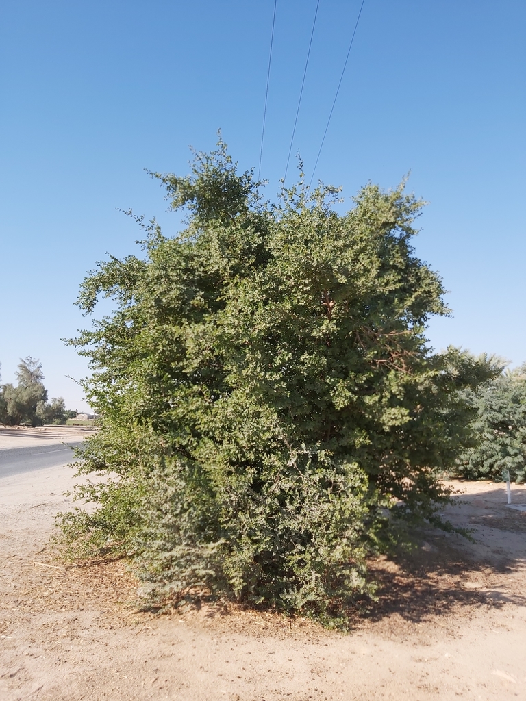 Jujube (Ziziphus jujuba) - Botanical Realm