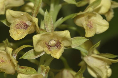 Eulophia ochreata · iNaturalist