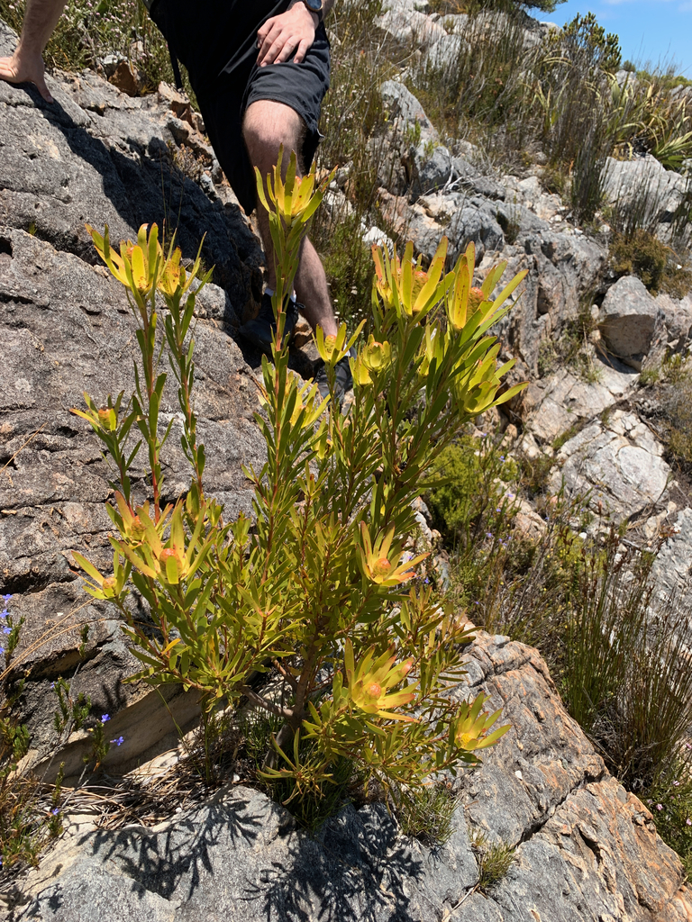 Golden Sickle Hybrid (Leucadendron laureolum × xanthoconus) - Botanical ...